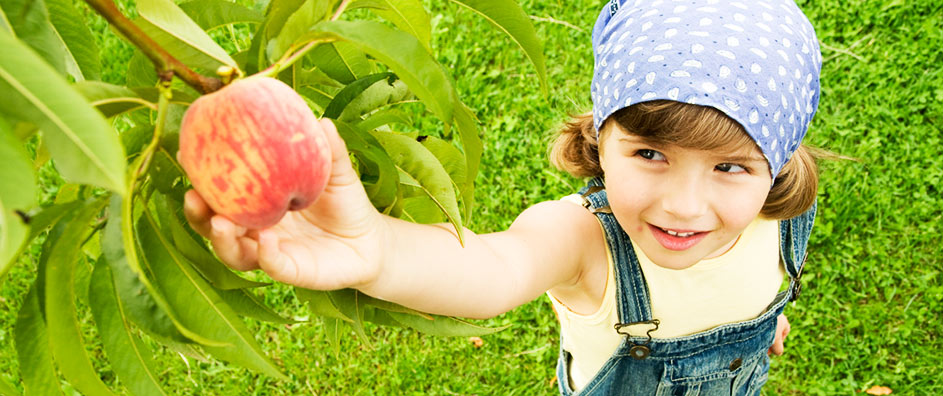 Eating the Ripe Fruit of Life - BahaiTeachings.org