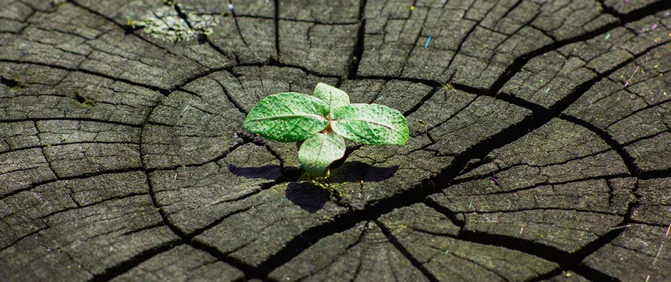 The Seed of Abraham: Sowing a New Religion - BahaiTeachings.org