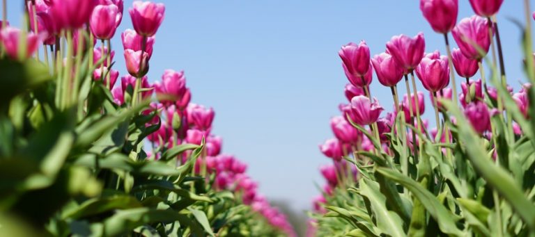 The Spiritual Meaning and Significance of Spring - BahaiTeachings.org