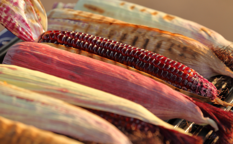 The Symbolism of Corn as the Seed of Faith ⋅ www.bahai.cloud